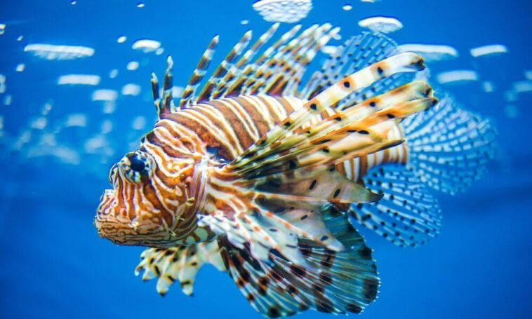 Can Fish Drown? Exploring the Science of Aquatic Respiration