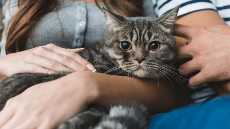 Can a Cat Be Autistic? An In-depth Look