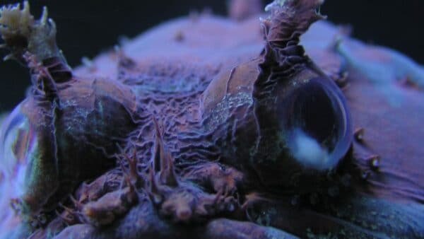 Top 10 Scary Fish to Haunt Your Dreams - Animals Cell
