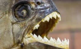 Top 10 Scary Fish You Never Want to Encounter