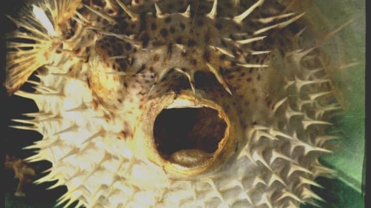 Top 10 Scary Fish You Never Want to Encounter