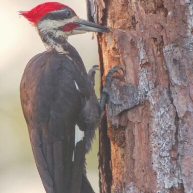 The Fascinating World of Woodpeckers: Facts To Know