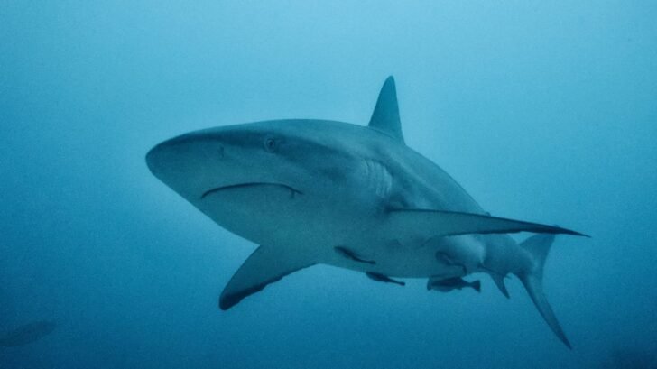 10 Surprising Facts about Sharks You Didn't Know