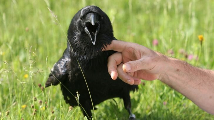 10 Fascinating Facts About the Falcon Bird