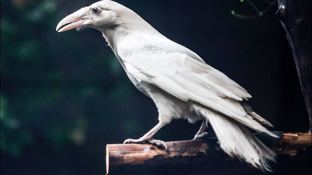Fun Facts About White Ravens You Never Knew Existed